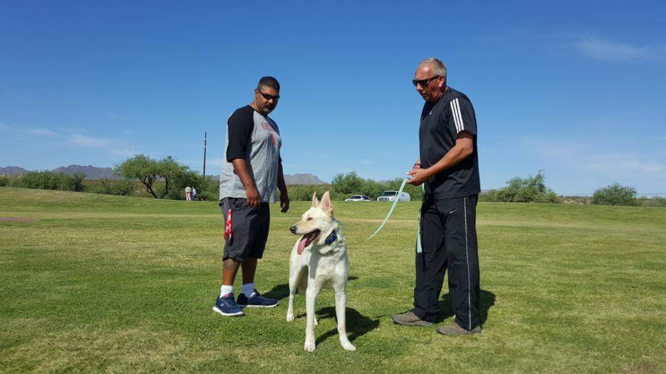 Protective instincts in German Shepherds - Zauberberg Kennels German ...