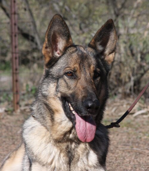 Best head image German Shepherd Heidi - Zauberberg Kennels German ...